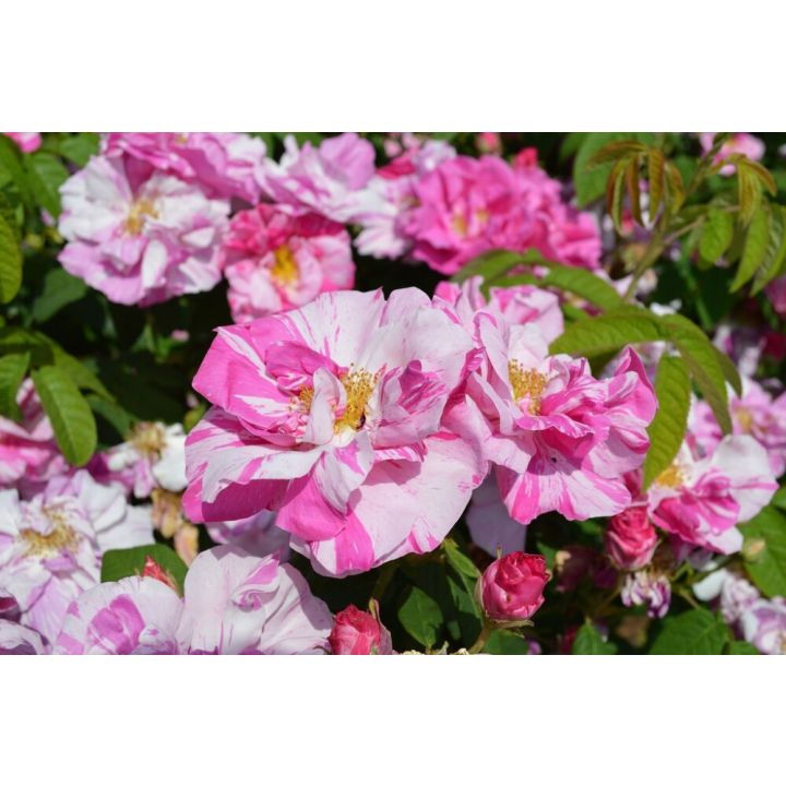 BUSKROS ROSA MUNDI 1-PACK | BAUHAUS