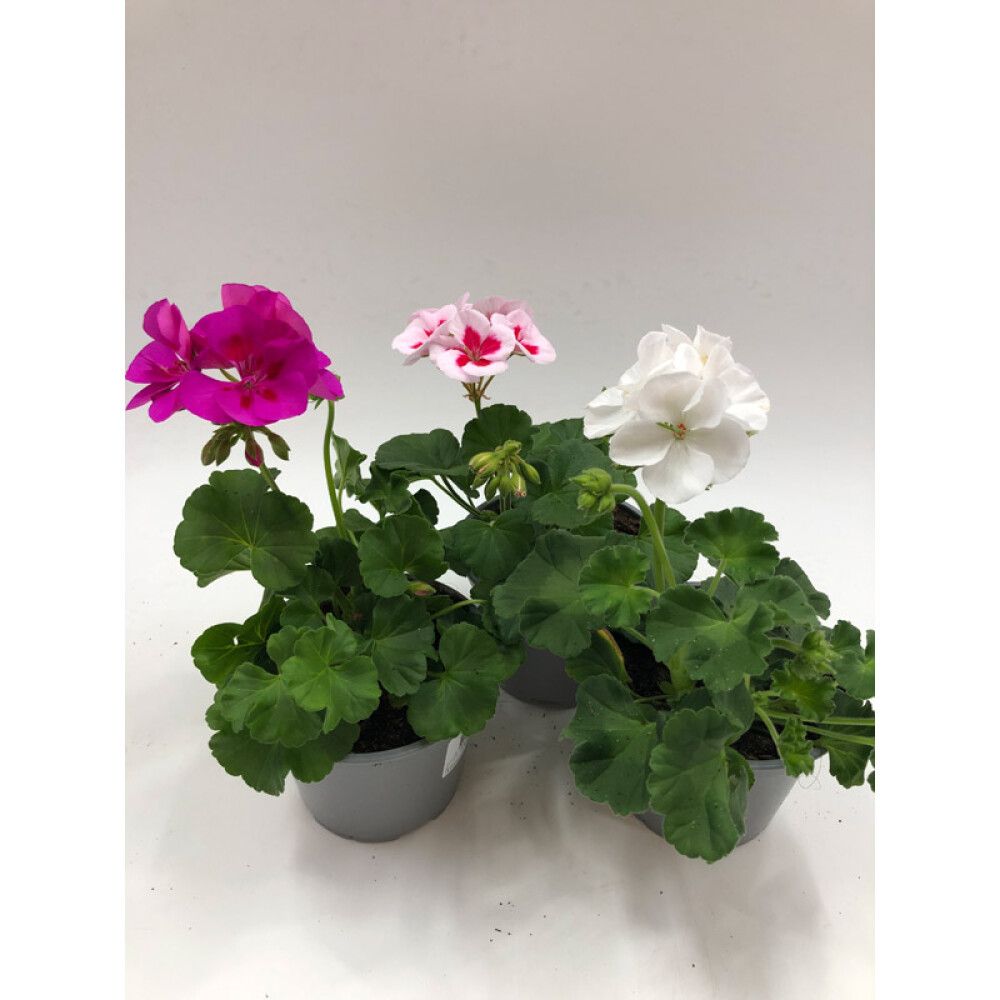 PELARGON ZONALE KRUKA 10,5CM | BAUHAUS